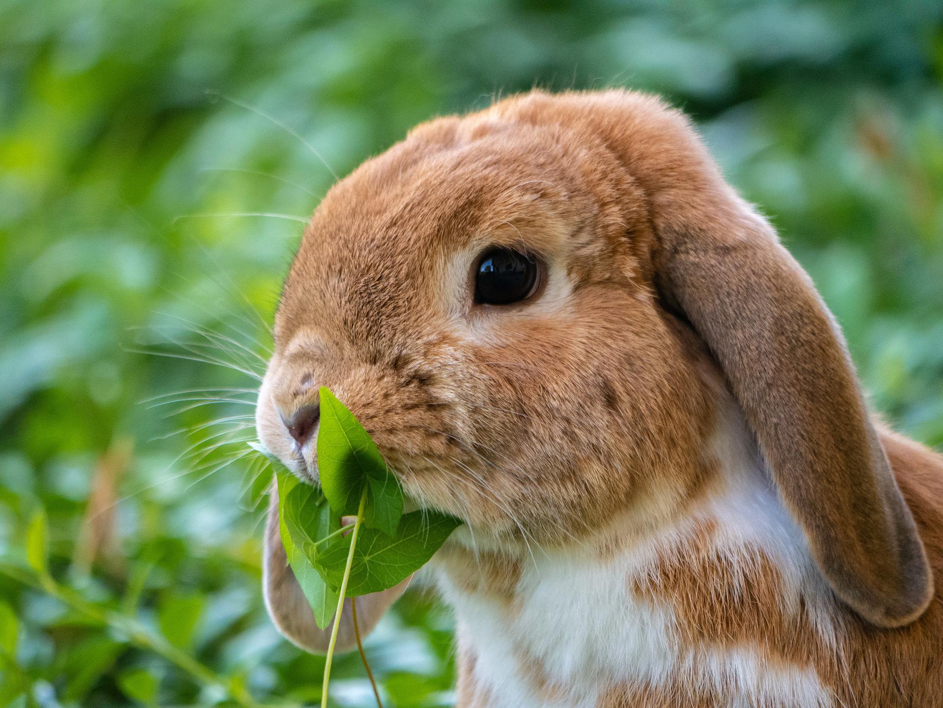 Tiergestützte Pädagogik mit Kaninchen - Tenwinkelshof